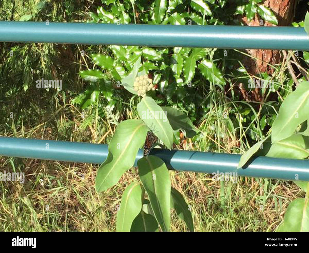 usfwsmidwest 18680403339 Monarch Butterfly in Oregon Stock Photo - Alamy