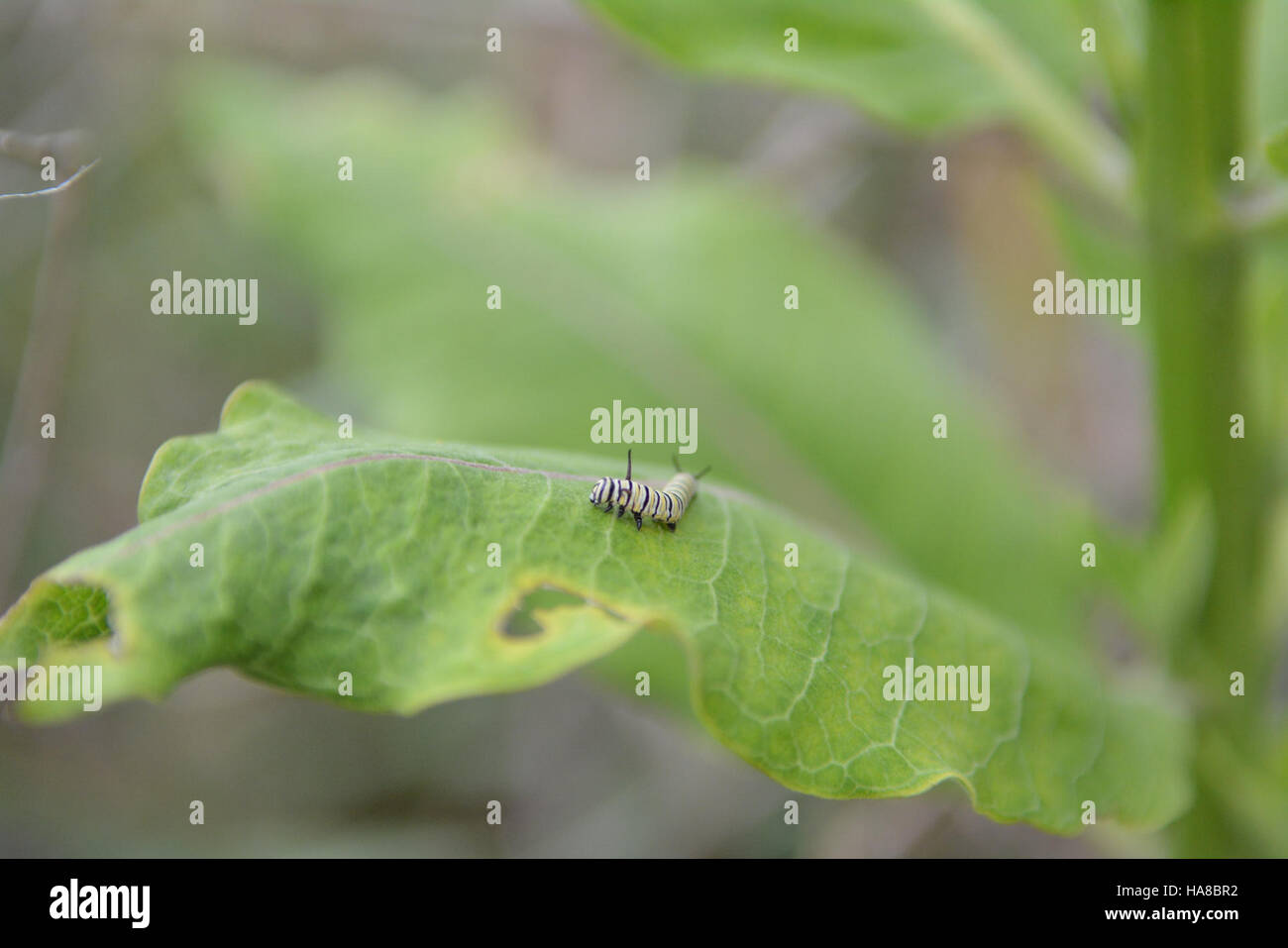 The Monarch caterpillar, a crucial stage in the life cycle of the ...
