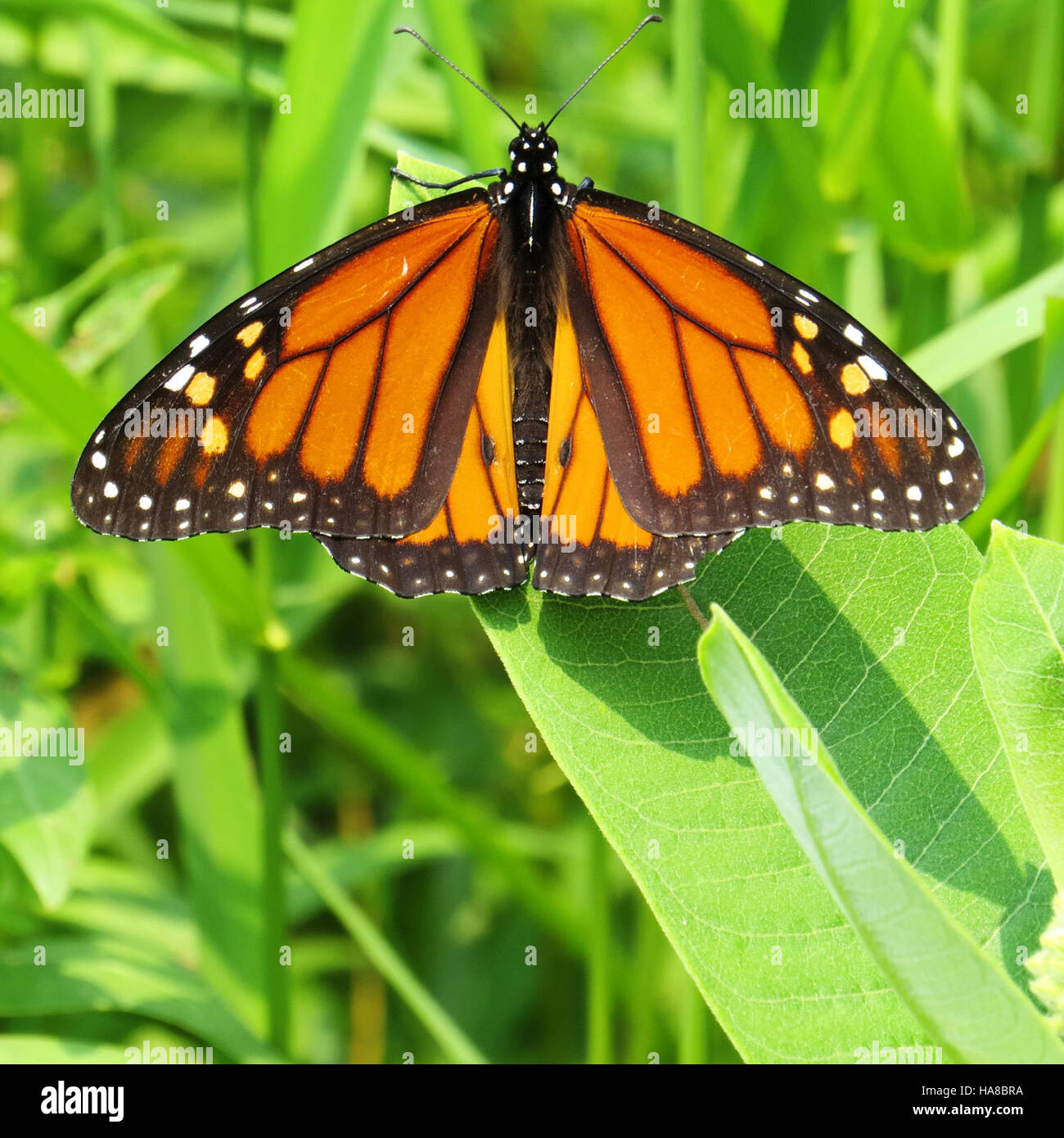The Monarch Butterfly is a common sight in Michigan’s national parks ...