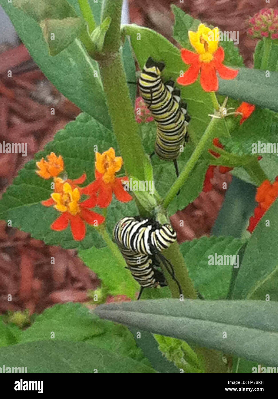 Monarch caterpillars are seen in Florida, part of efforts to study and ...
