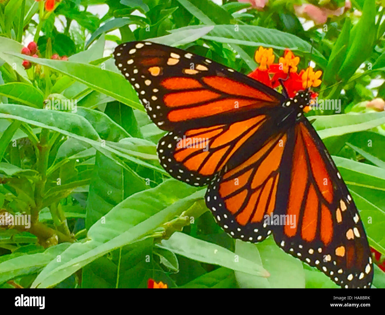 A Monarch butterfly is spotted in Florida, a key location for these ...