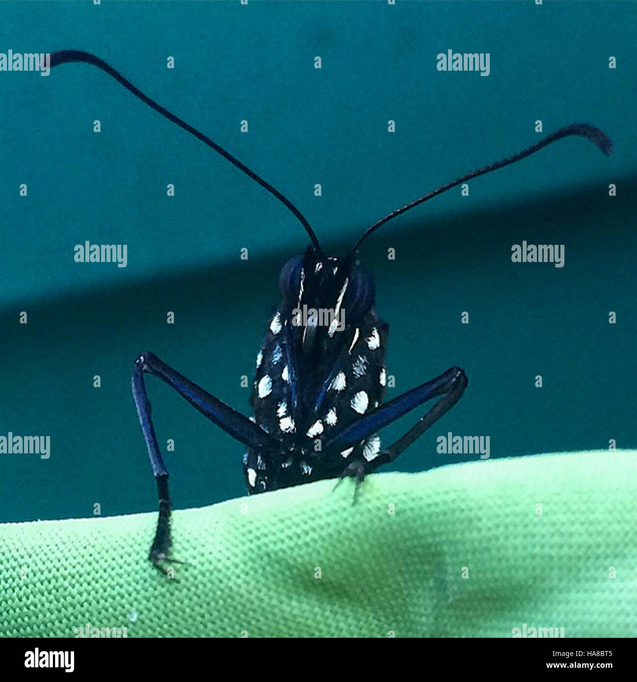 The Monarch Butterfly is an iconic species known for its remarkable ...