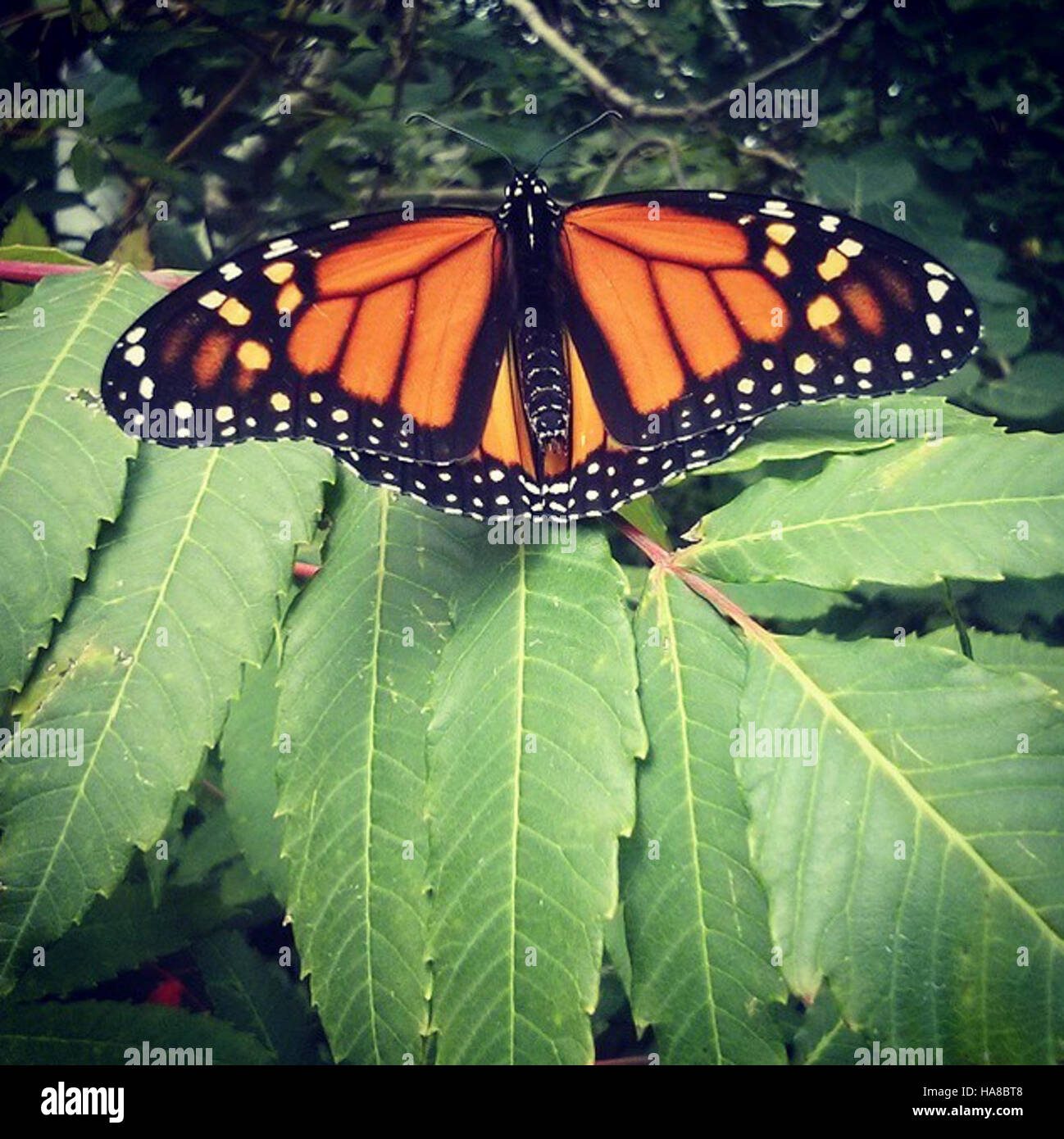 A Monarch butterfly observed in Minnesota, part of its migration path ...