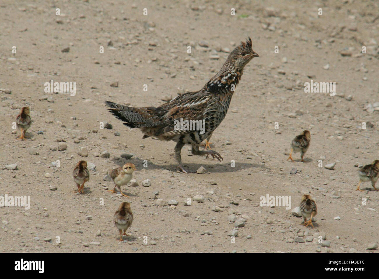 A Ruffed Grouse mother with her chicks in a forested habitat ...