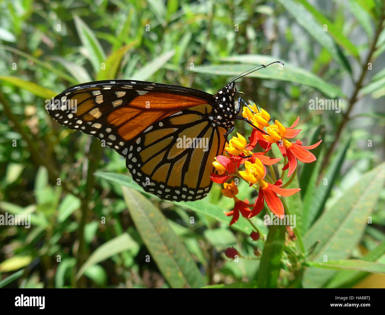The Monarch Butterfly, a migratory species, is found in Florida during ...