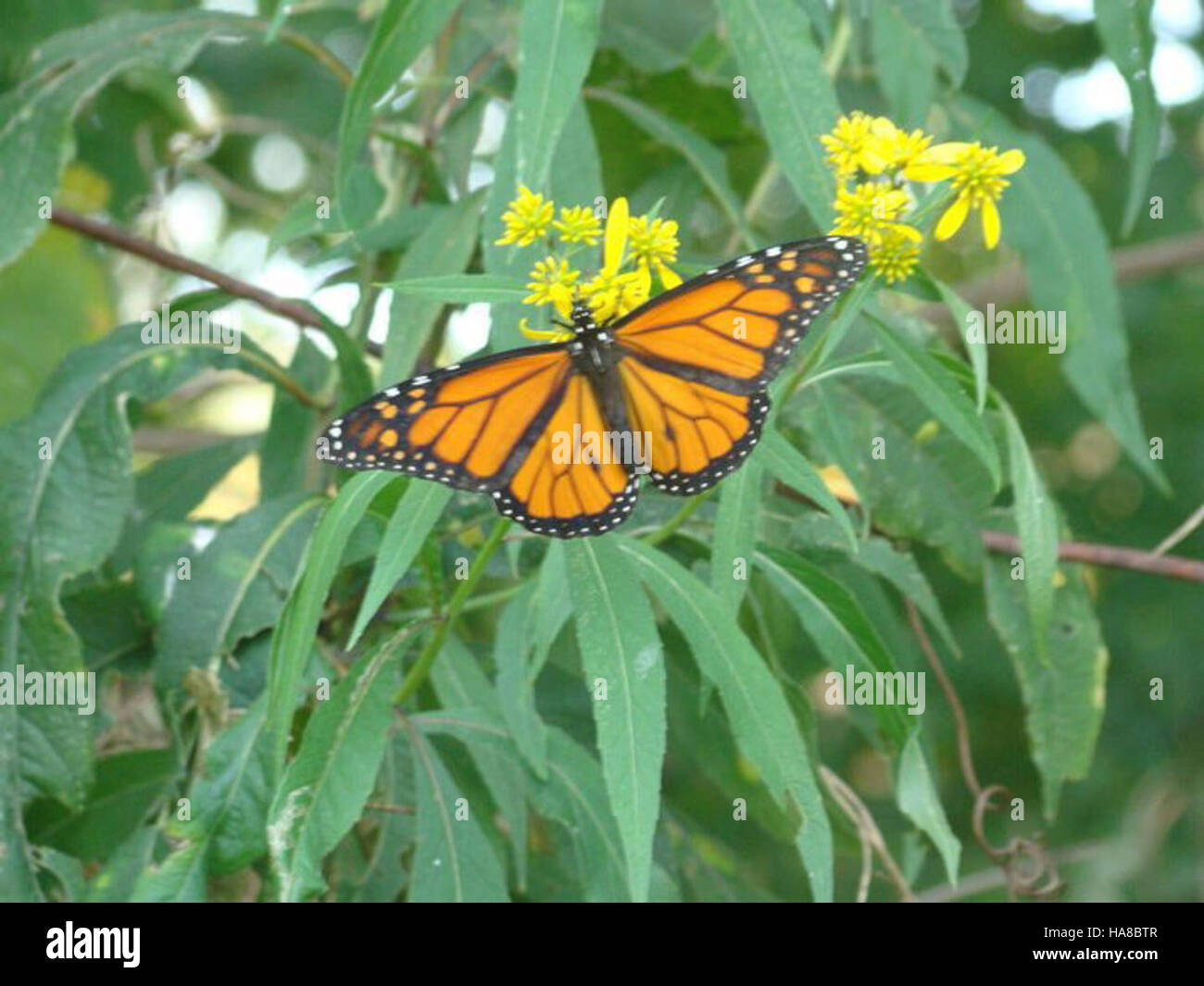 usfwsmidwest 18868010889 Monarch Butterfly in Pennsylvania Stock Photo ...