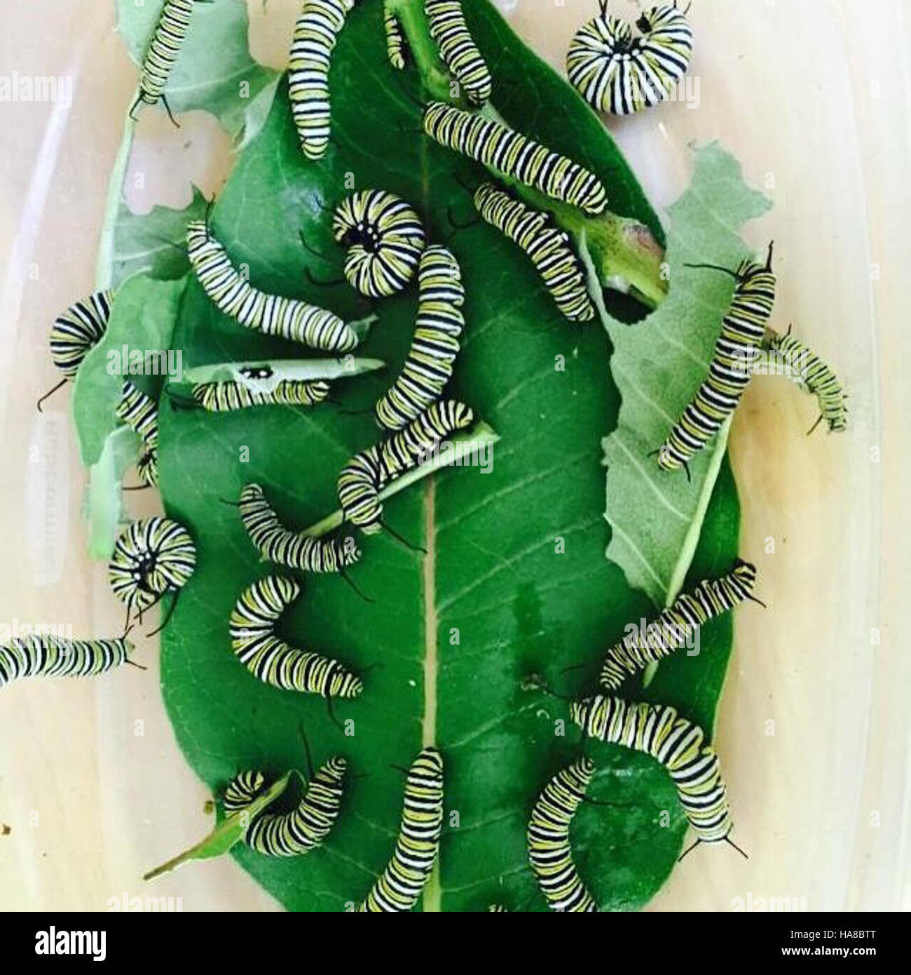 Monarch caterpillars, a vital species for ecosystem health, are studied ...