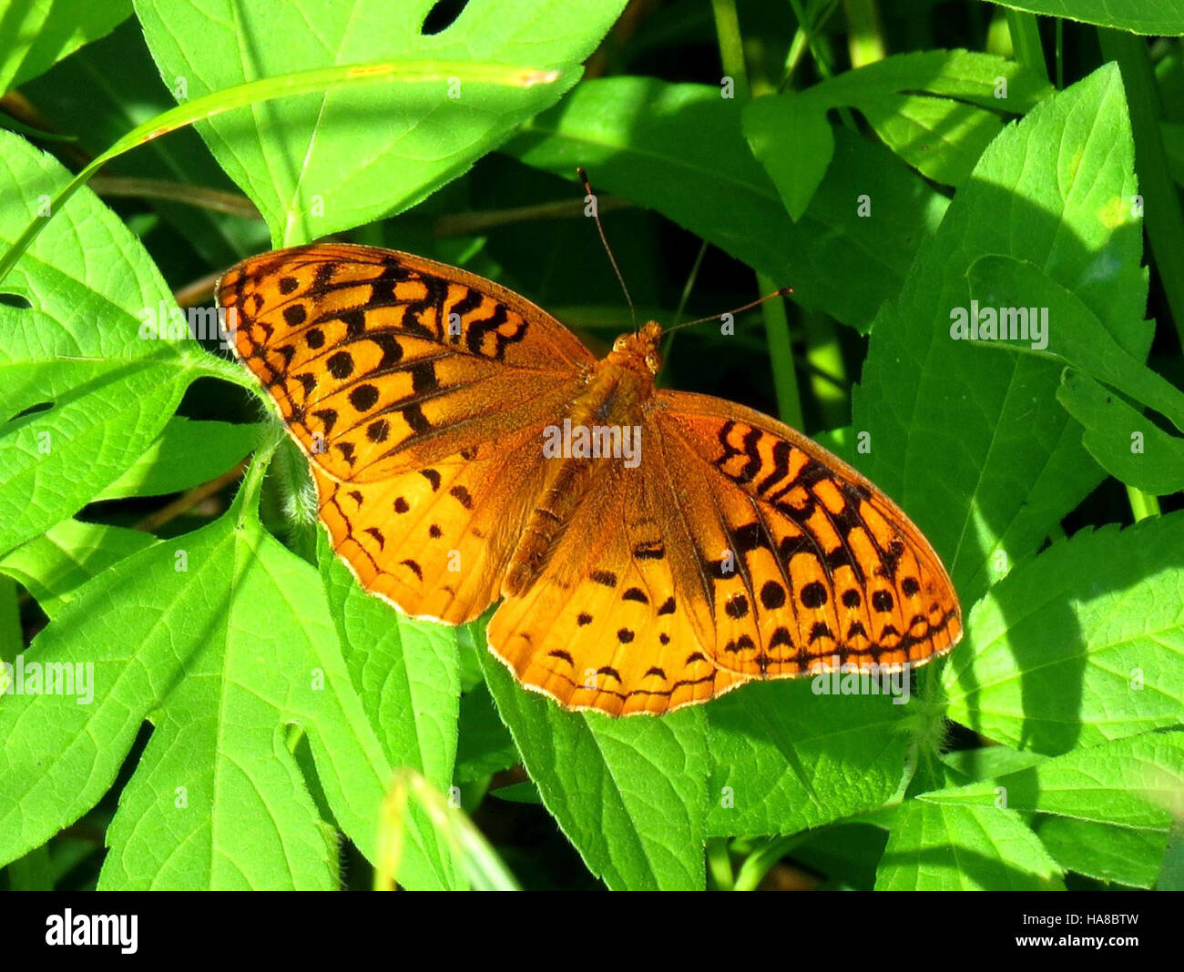 The Great-spangled Fritillary, a butterfly species, is found in ...