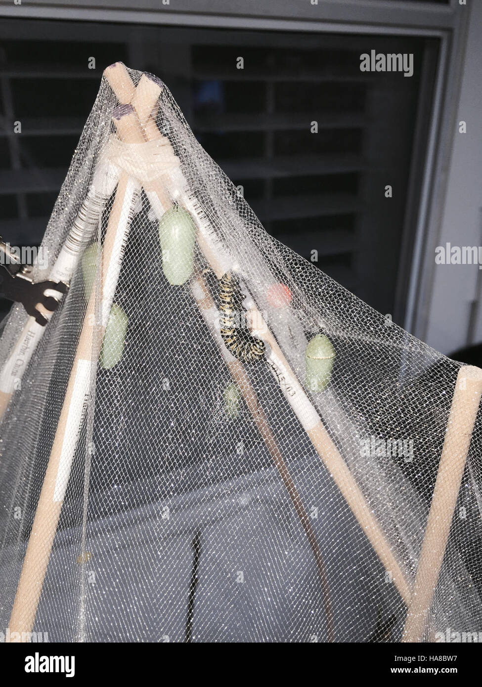 Monarch chrysalises caterpillar in hi-res stock photography and images ...