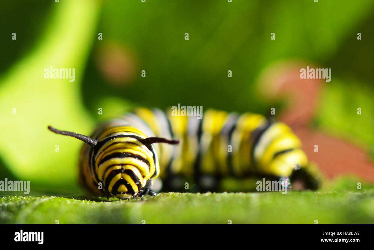 A Monarch caterpillar feeds on Common Milkweed in a National Park ...