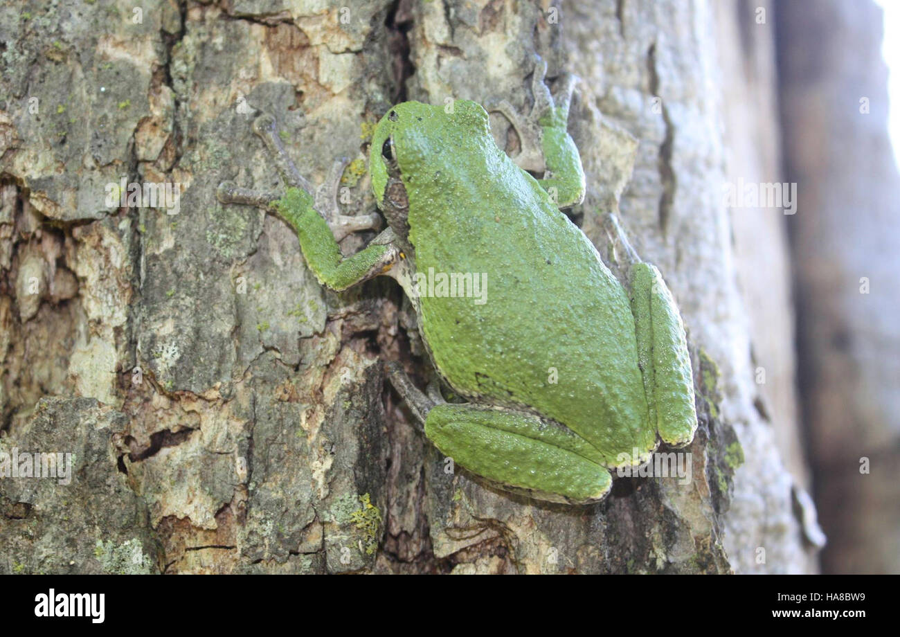 usfwsmidwest 18894926241 Gray Tree Frog Stock Photo - Alamy