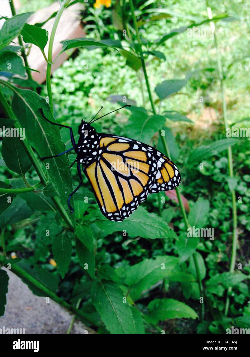 The Monarch Butterfly, an iconic species in Iowa’s National Park, faces ...