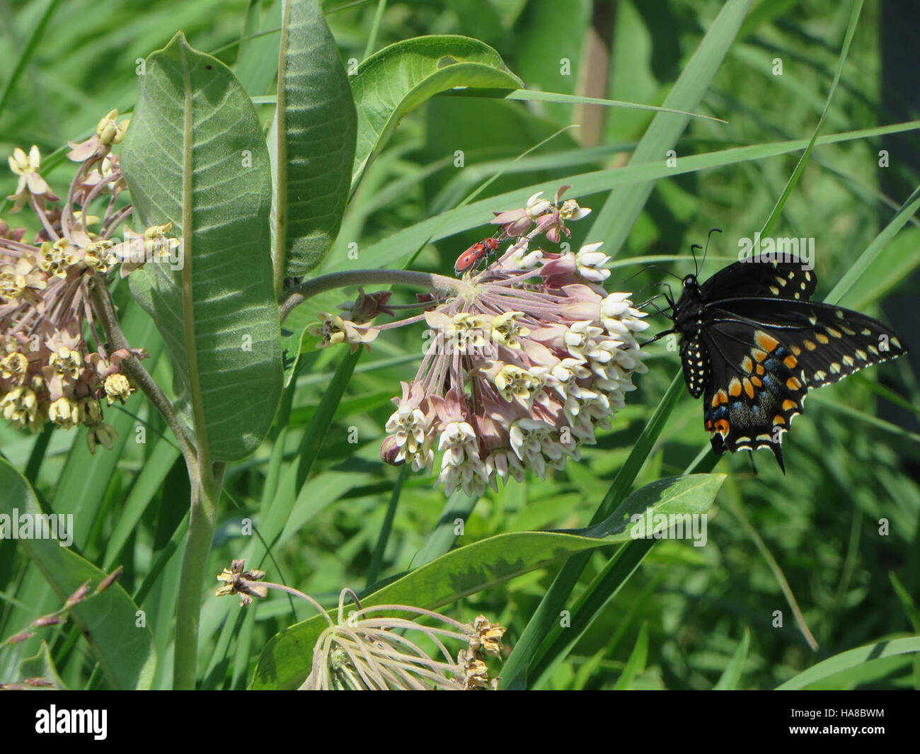 Eastern black swallowtail butterfly hi-res stock photography and images ...