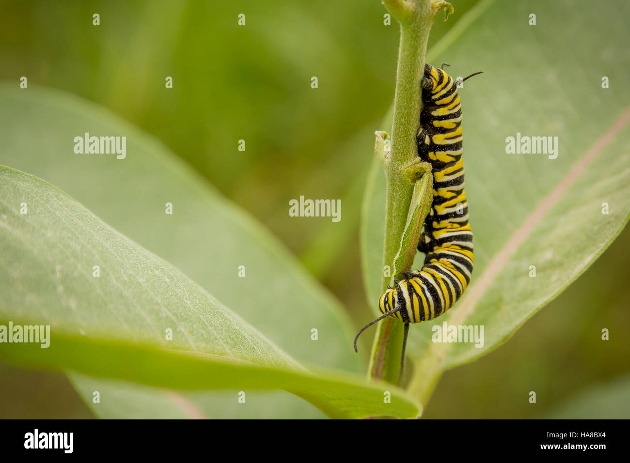 A Monarch caterpillar is seen feeding on milkweed in Minnesota’s Uncas ...