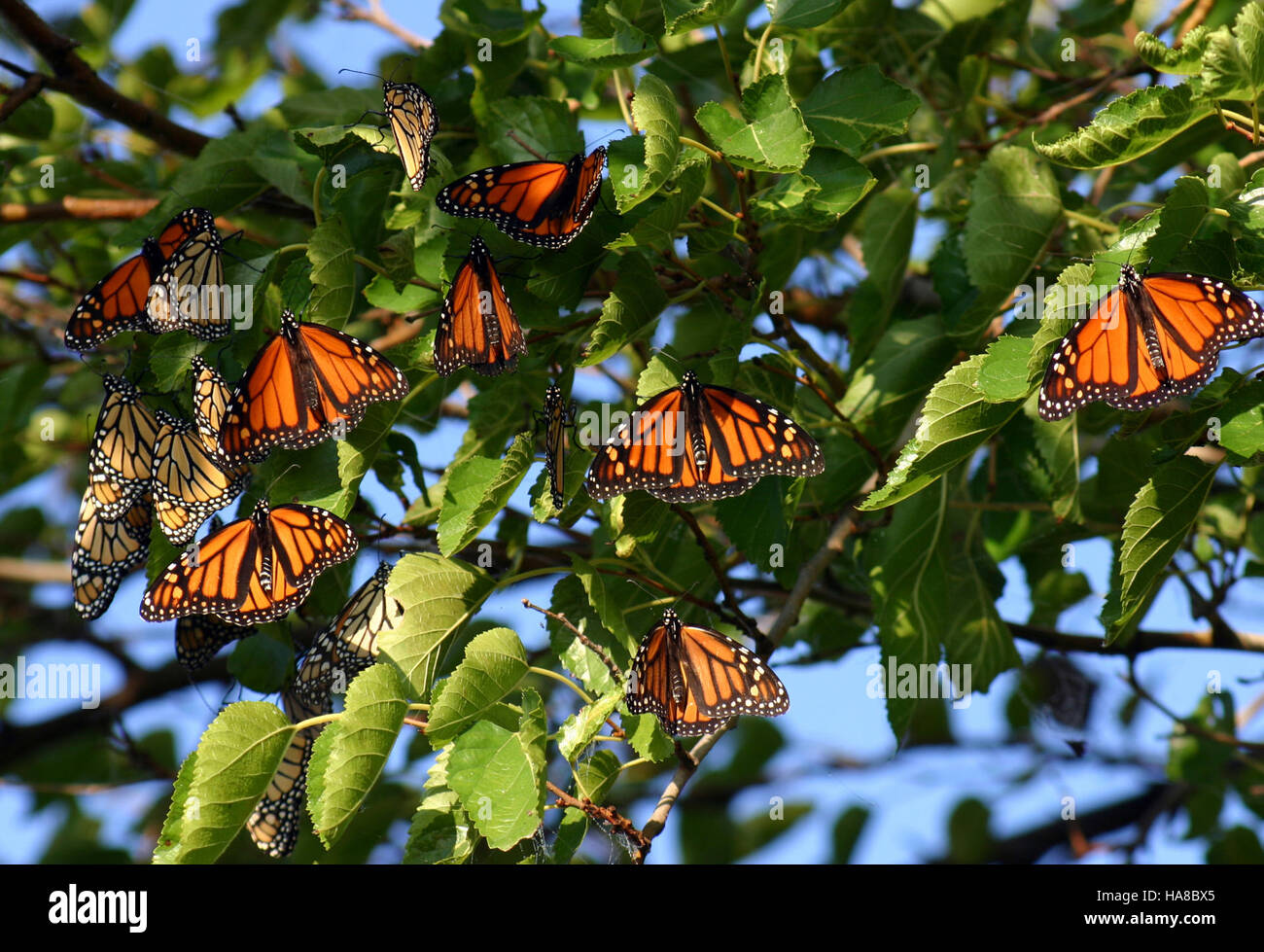 Monarch butterflies are spotted in Missouri's national parks during ...