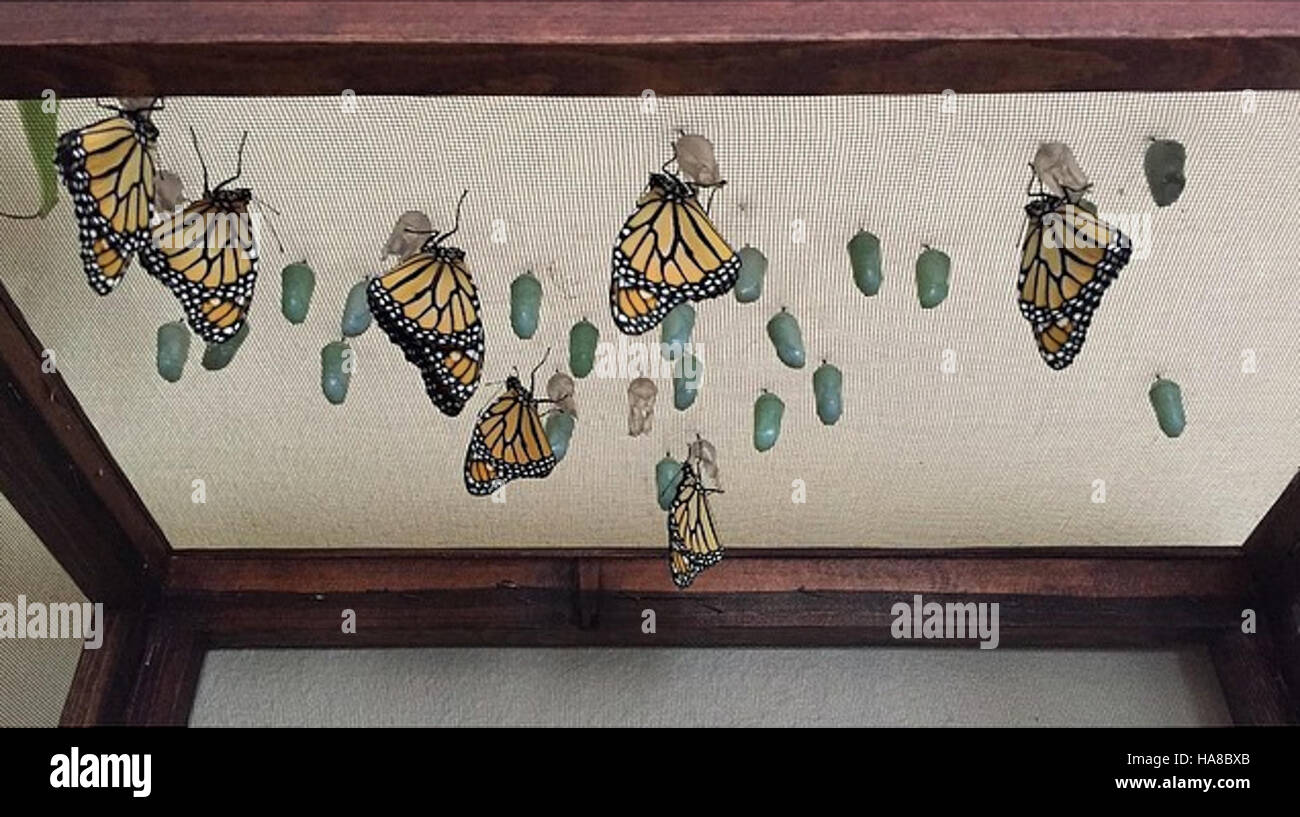 Monarch butterflies and their chrysalises are observed in various ...