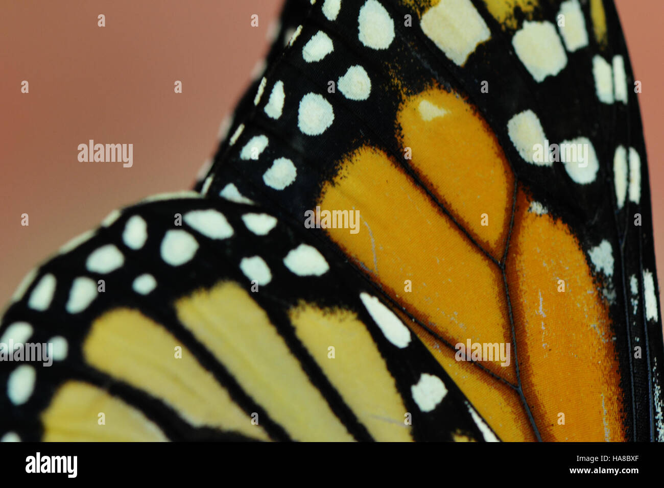 A close-up image of a monarch butterfly's wing, showcasing the ...