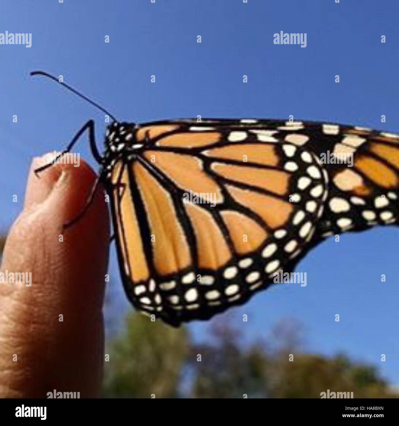 The Monarch Butterfly, a key species in pollination, migrates through ...