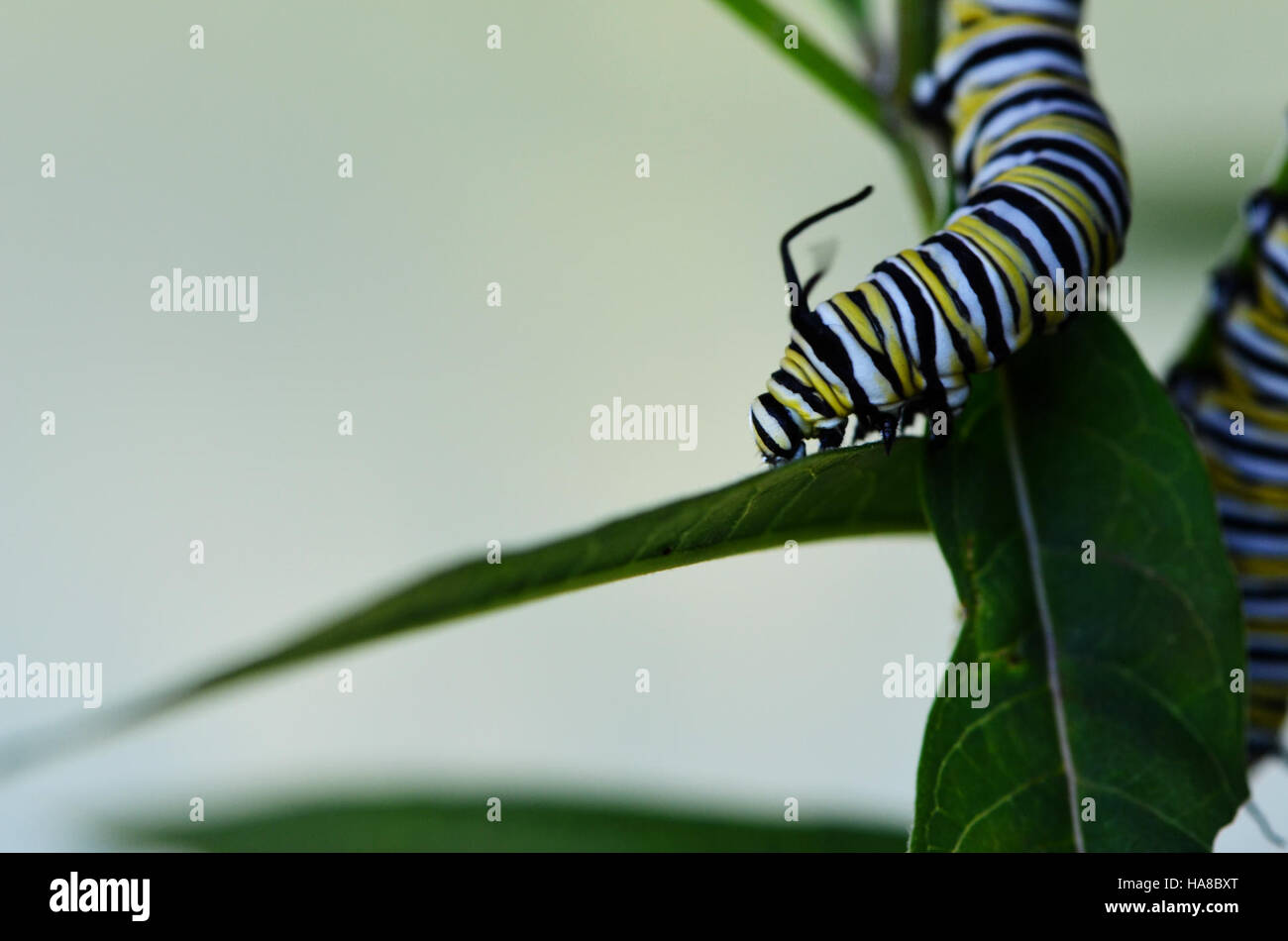 Monarch caterpillars are an important species in national parks ...