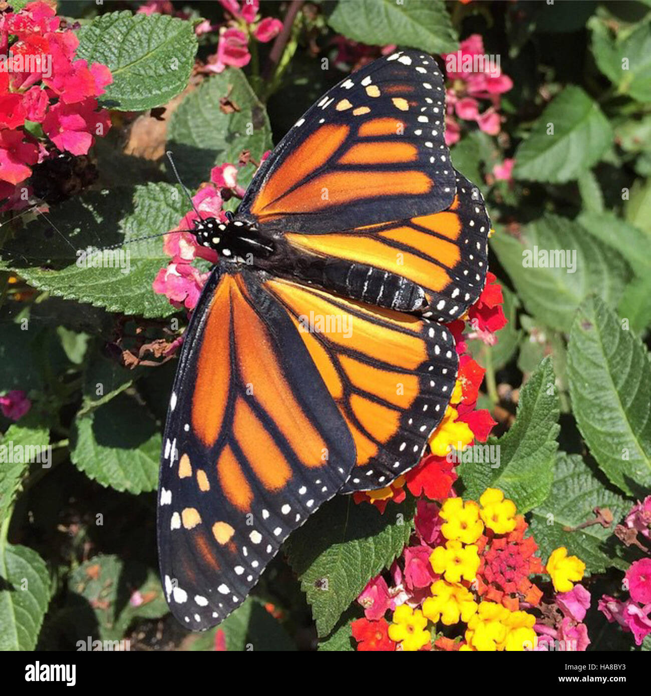 The Monarch Butterfly National Park serves as a critical habitat for ...