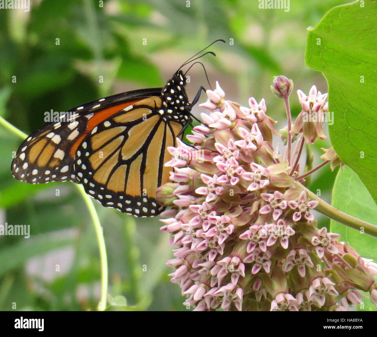 The Monarch Butterfly is a key species for conservation efforts in Iowa ...