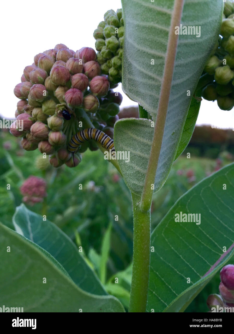 A Monarch caterpillar, seen in Illinois, is part of a conservation ...