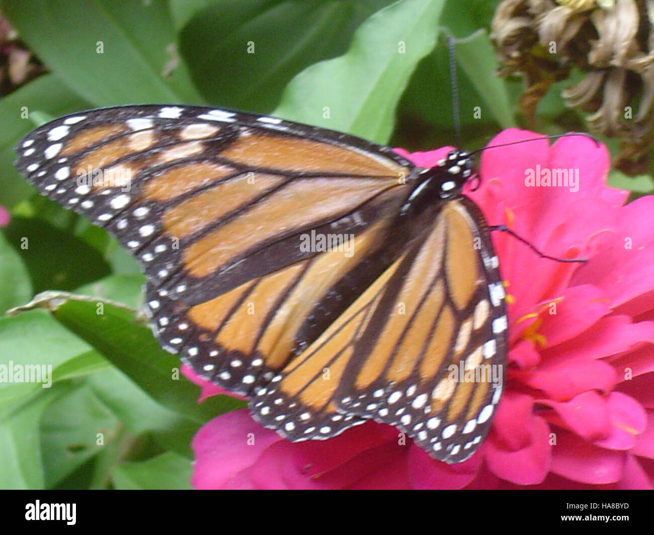 A Monarch Butterfly is observed in Massachusetts, highlighting the ...