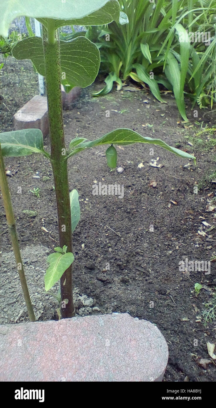 This image captures the Monarch Chrysalis in Wisconsin National Park, a ...