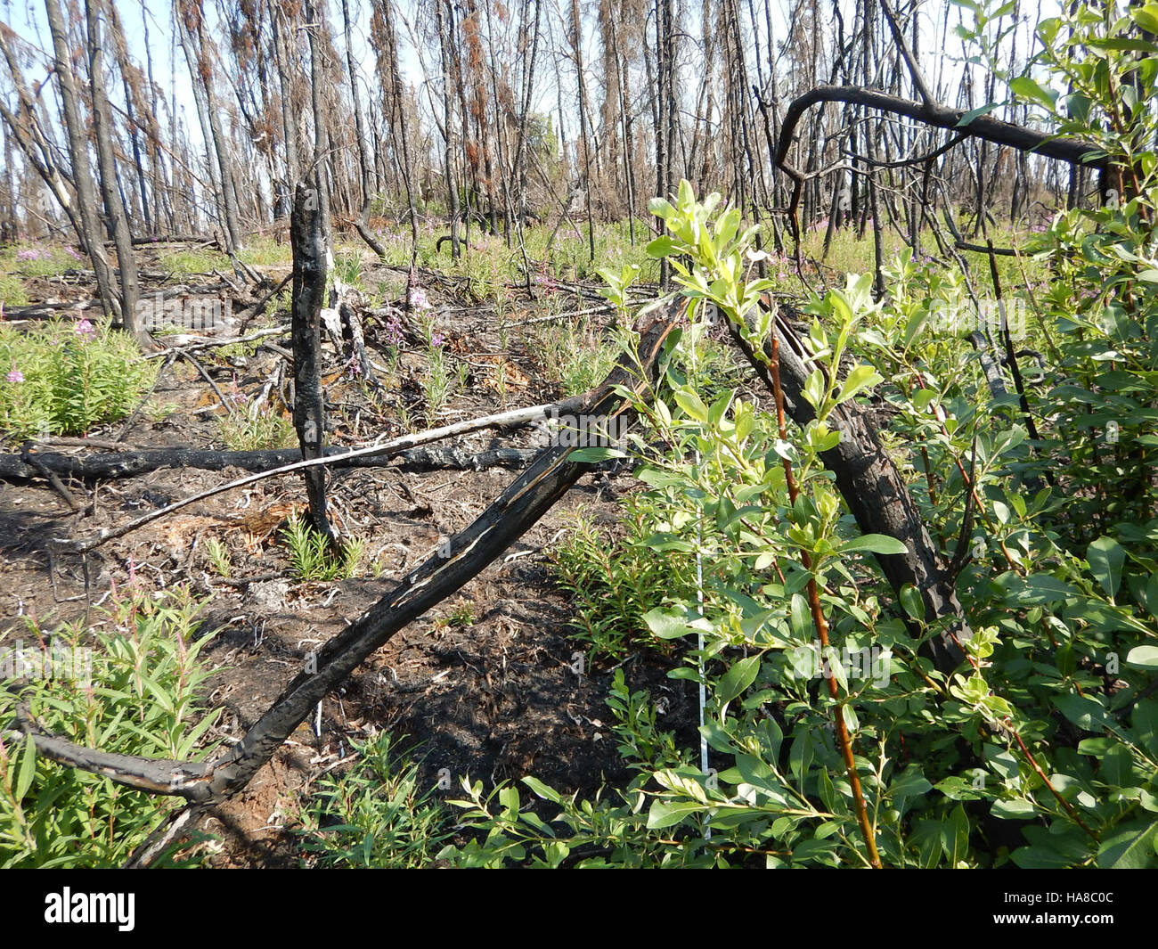 After the 2015 Current Creek Fire in Alaska, the land began to show ...