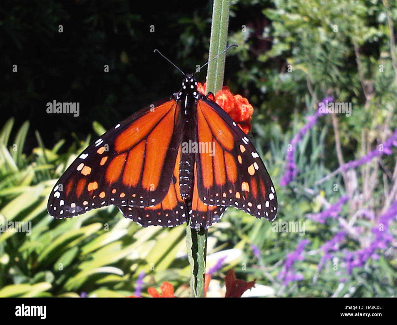 The Monarch Butterfly migrates through California National Parks, where ...