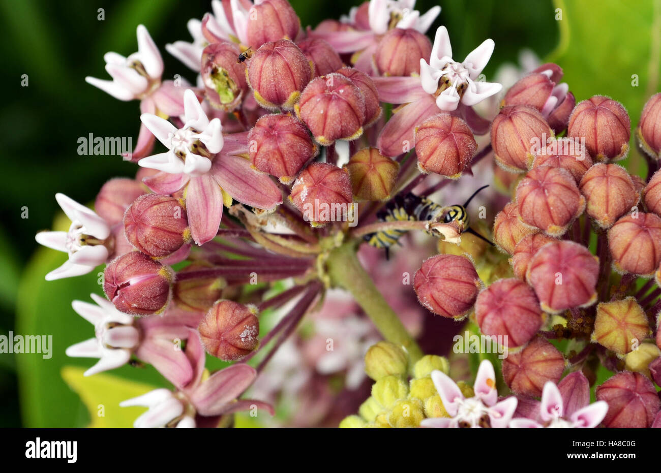 A Monarch Caterpillar is seen feeding on Common Milkweed in a national ...
