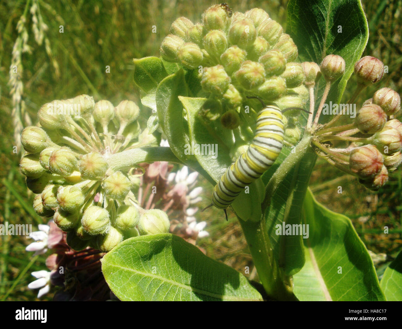 A Monarch caterpillar (Danaus plexippus) feeding on milkweed in New ...
