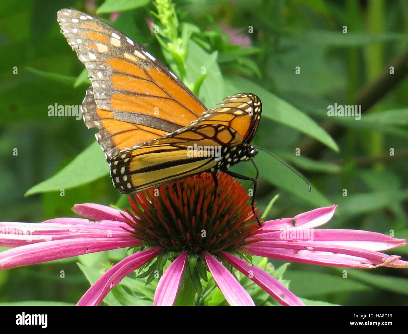 This photo captures a monarch butterfly in Iowa, highlighting the ...