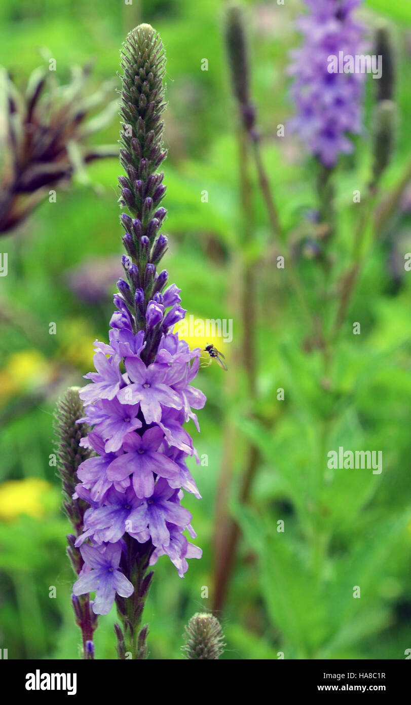 Hoary vervain (Verbena stricta) is a native prairie flower commonly ...