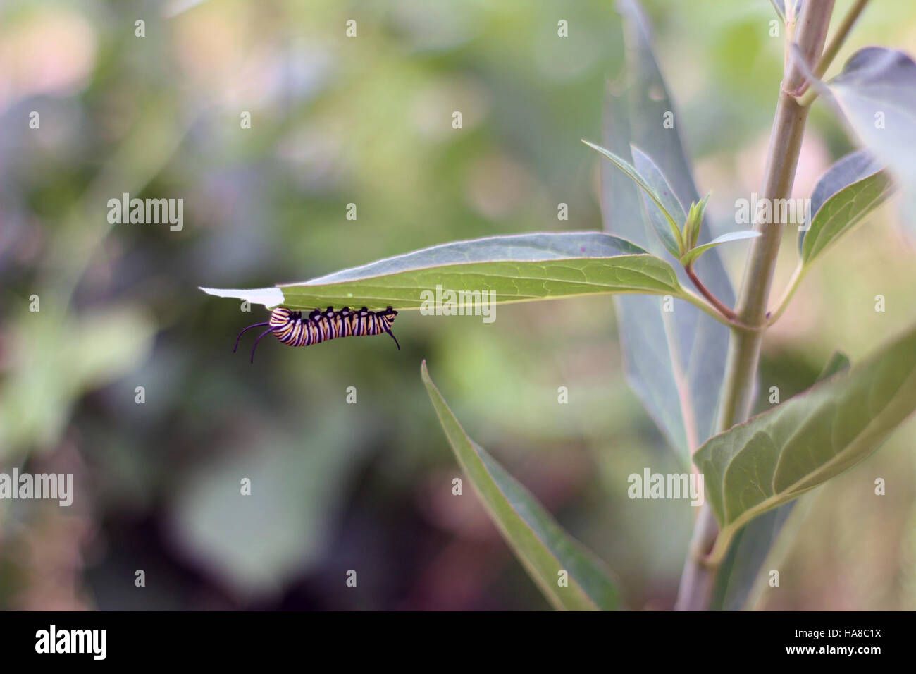 A Monarch caterpillar in Minnesota’s national park, part of ongoing ...