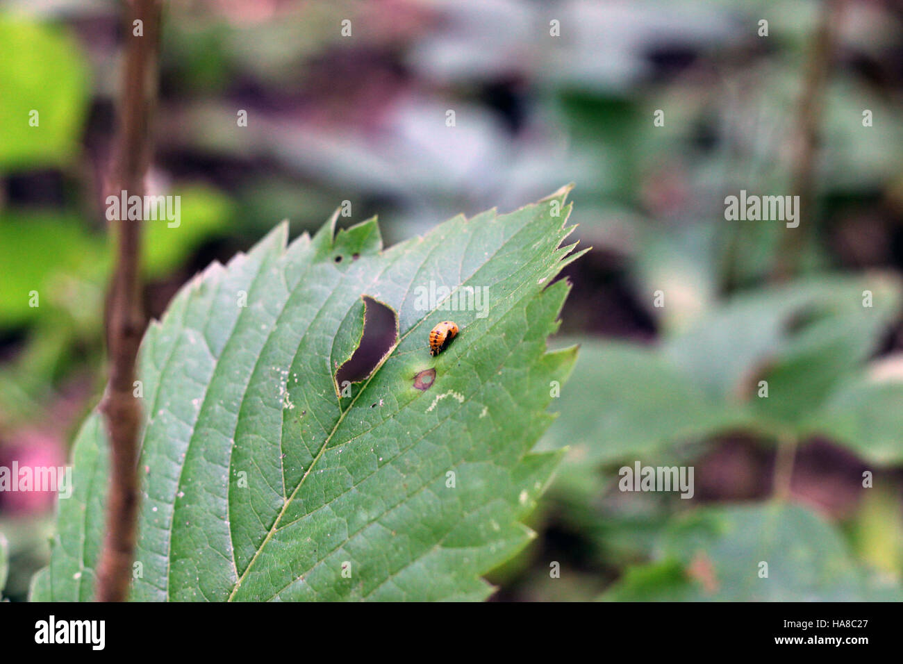 Ladybug pupa hi-res stock photography and images - Alamy
