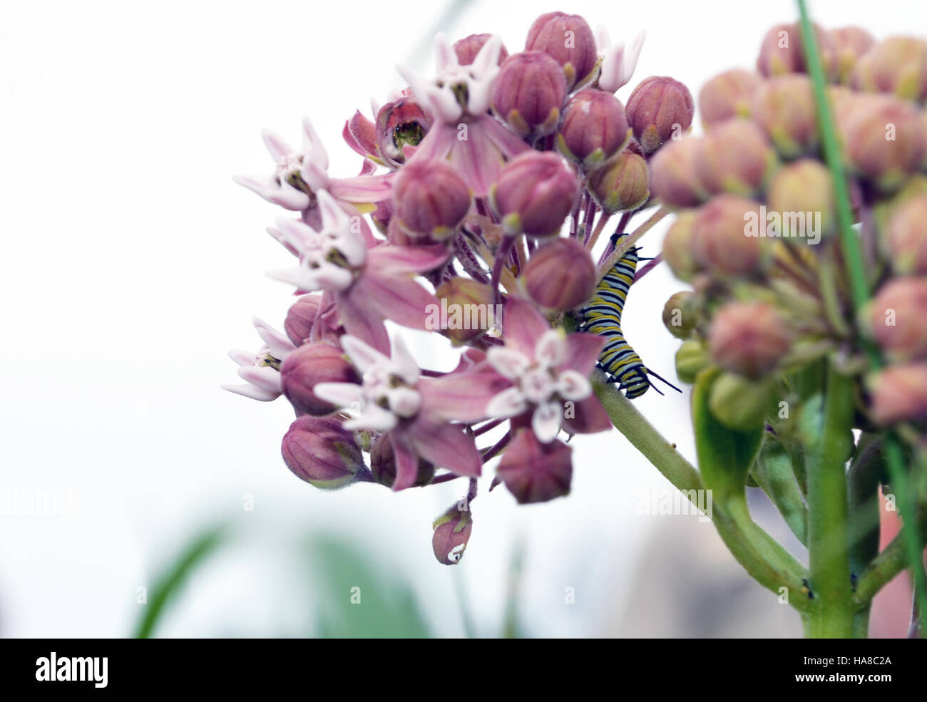 A Monarch caterpillar feeds on common milkweed, a vital plant for its ...