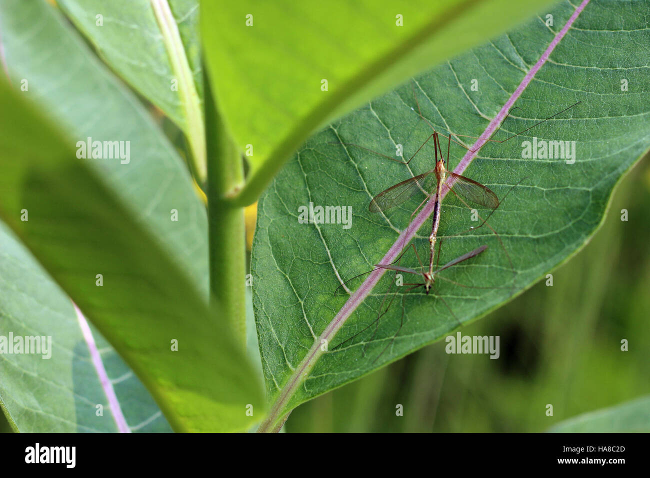 Crane flies are a common insect in wetland ecosystems, with their ...