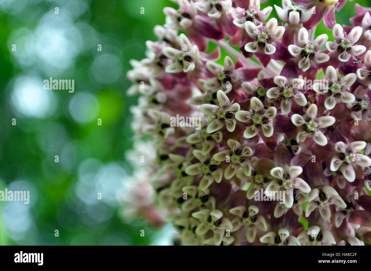 Common milkweed is a native plant species important for pollinators ...