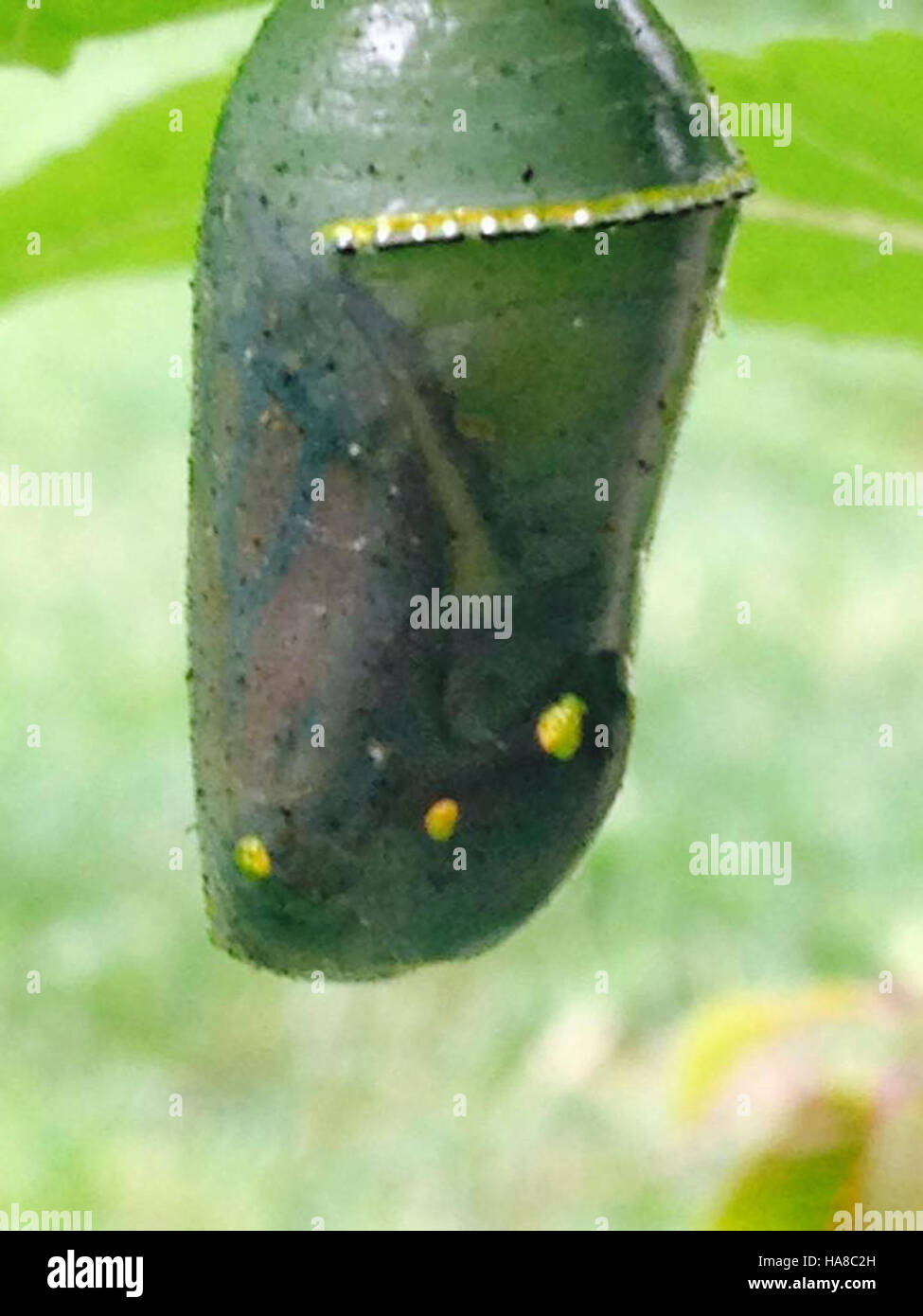 Monarch butterfly chrysalises are photographed in Iowa, showcasing the ...