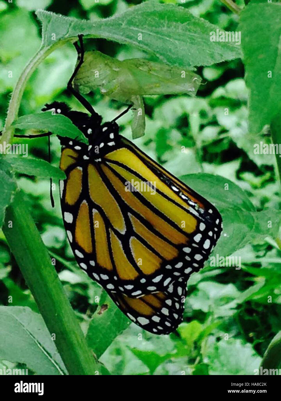 The Monarch Butterfly migrates through Iowa as part of its long journey ...