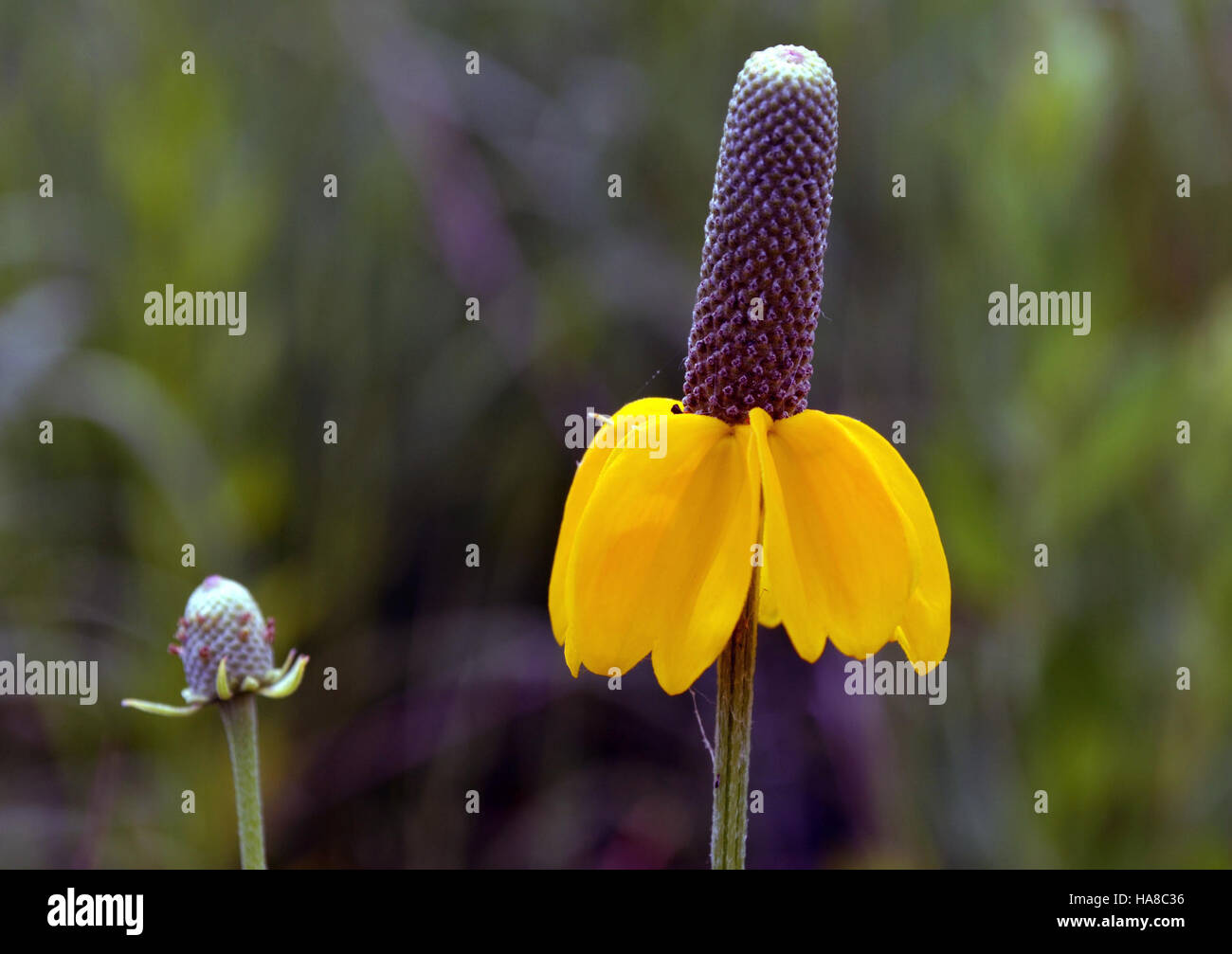 Prairie coneflowers, native to the Midwest, belong to the sunflower ...