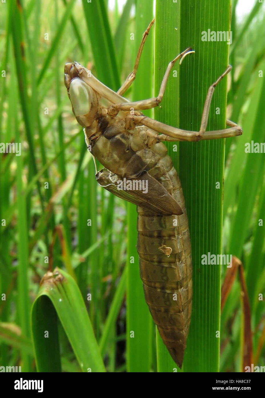 A dragonfly undergoes metamorphosis in the wetlands of a national ...