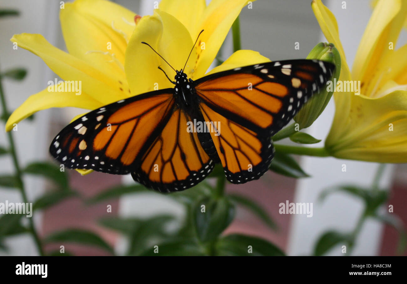 Monarch butterfly known migratory hi-res stock photography and images ...