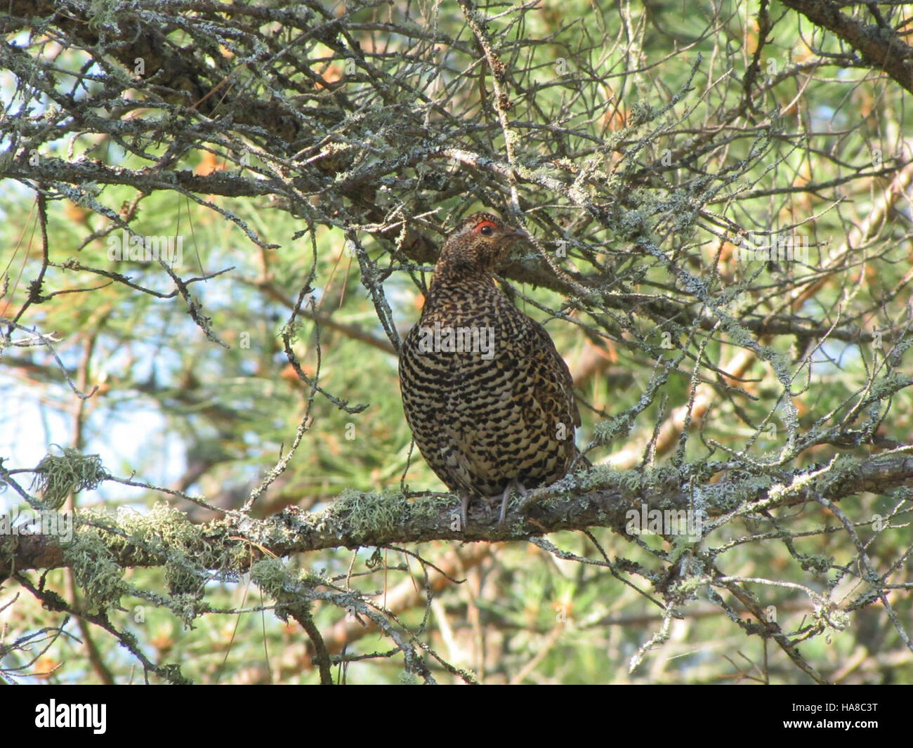 A photograph of a female Spruce Grouse, a bird native to North America ...