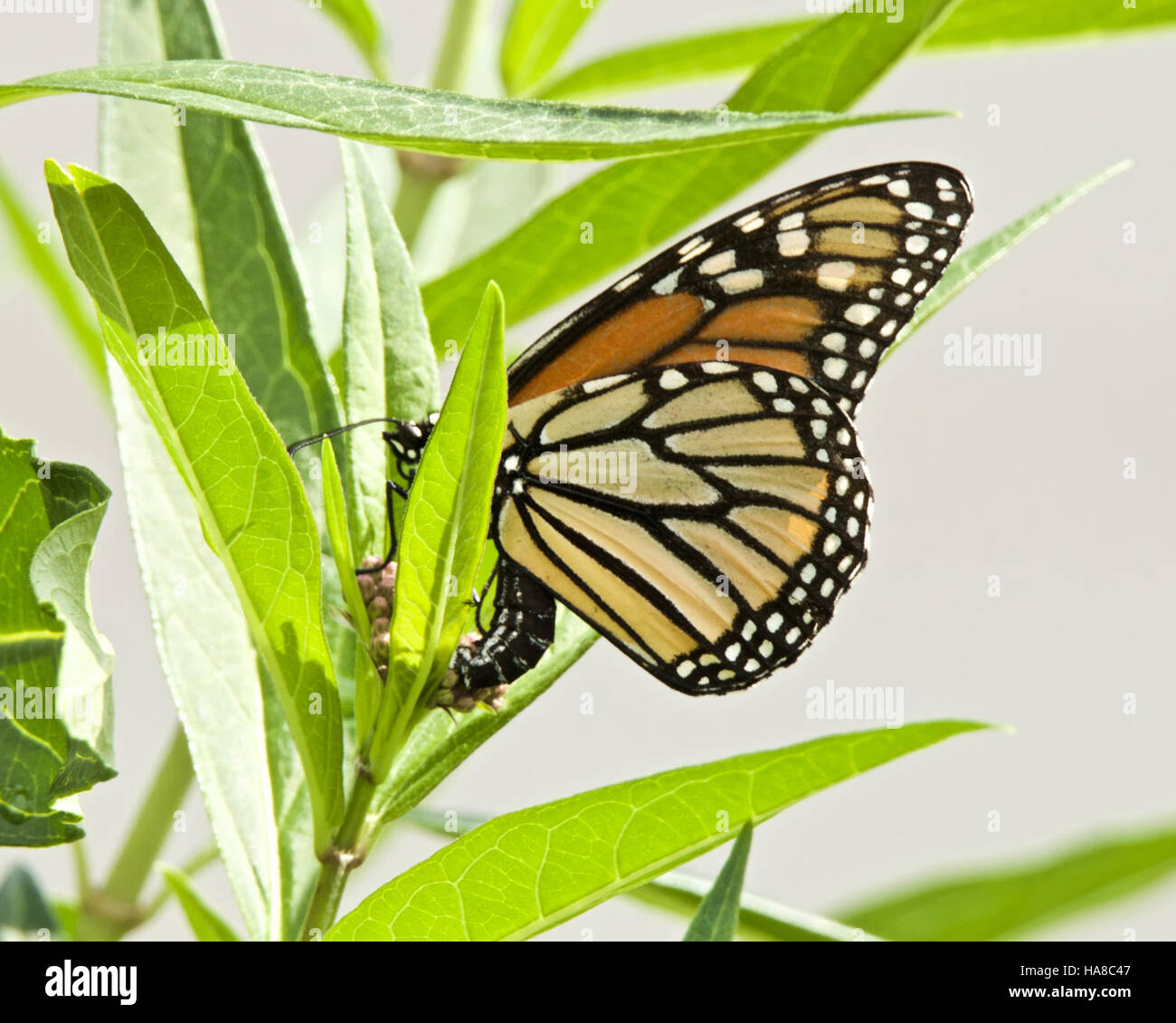 A Monarch butterfly spotted in Wisconsin’s national park, showcasing ...