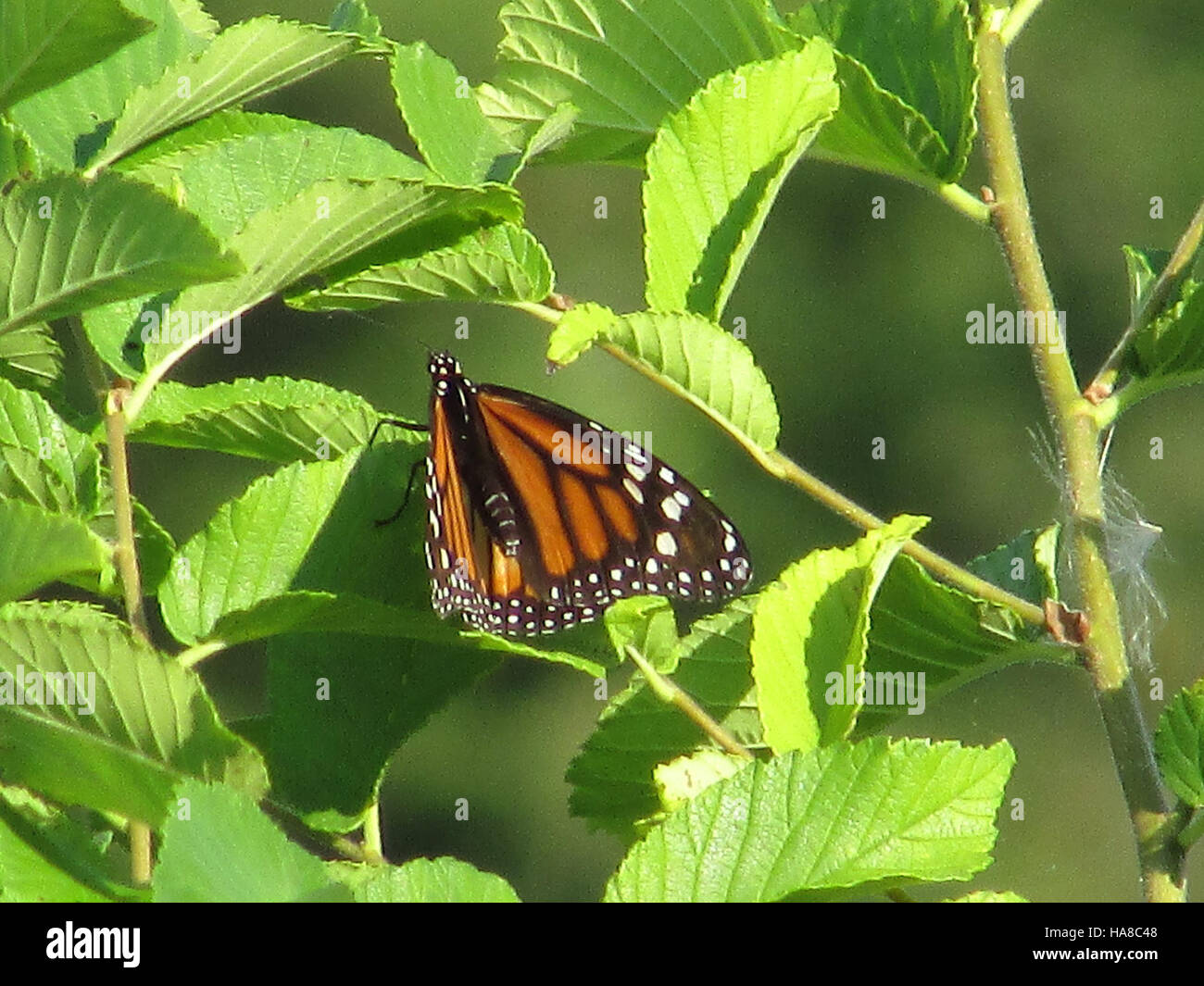 This image showcases a Monarch butterfly in Michigan, illustrating the ...