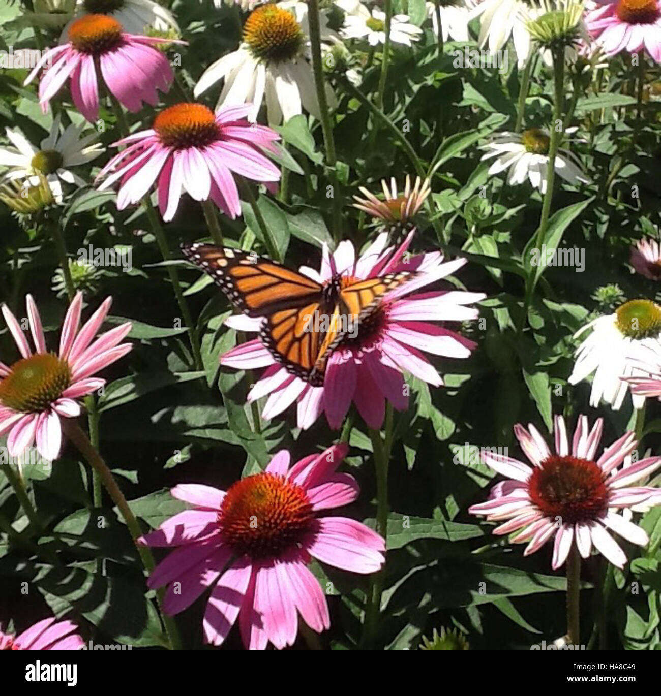 Monarch butterflies are a key species in Minnesota's national parks ...