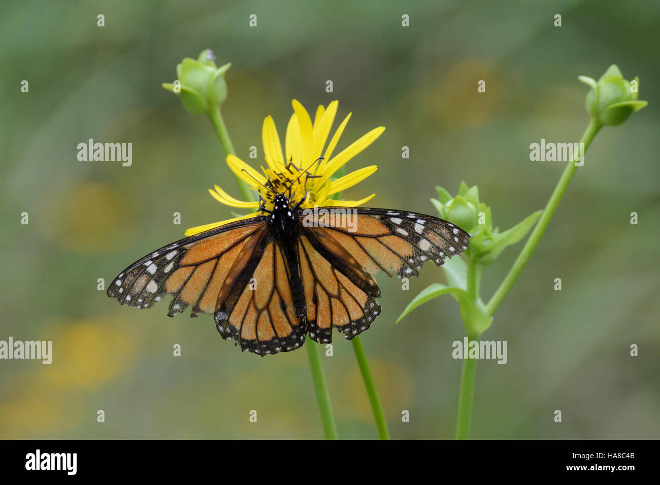 A Monarch Butterfly photographed in Oklahoma's National Park ...