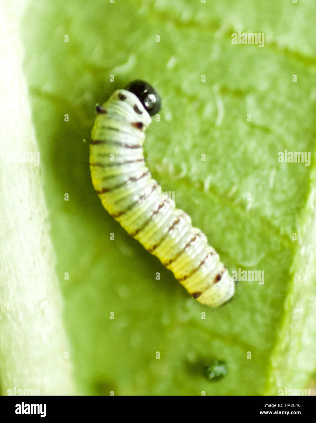 A Monarch caterpillar is photographed in Wisconsin's National Park ...